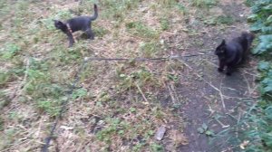 Вышли котята погулять.