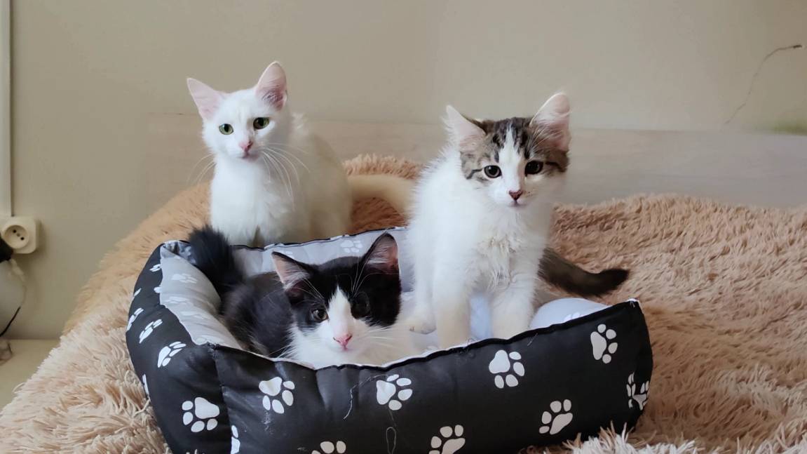 Мама-кошка и ее прекрасные котята. Кошки и собака.