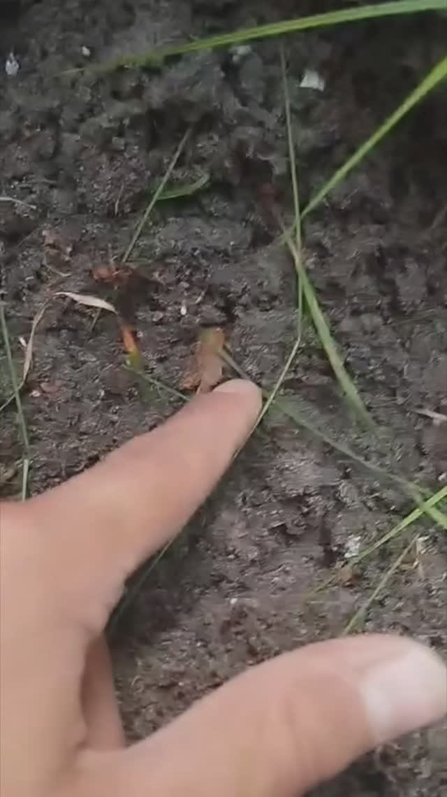 Две ямки, две находки на вечернем копе!