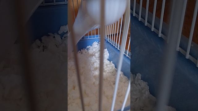 мой хомячок