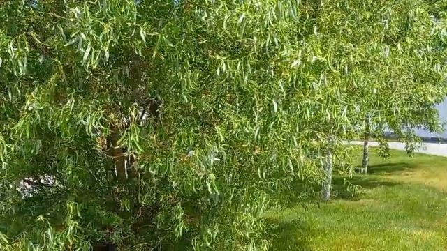 Монастырь Новый Иерусалим. 8 июля Тропарь Святым Петру и Февронии