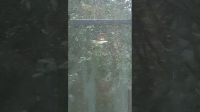 Грозовой фронт накрыл Дубну / Дождь,гроза,гром .