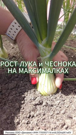 СКОЛЬКО КОРМИТЬ ЛУК и ЧЕСНОК ДЛЯ ВЕЛИЧИНЫ #дача #лук #сад