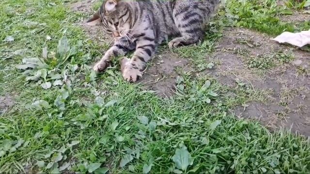 Кот на охоте