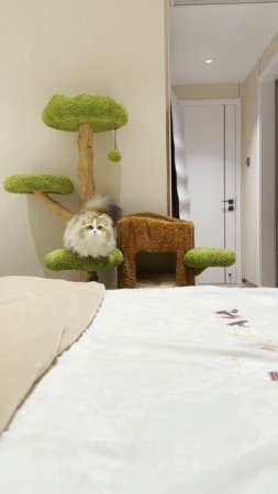 КОТИК ПРЫГАЕТ