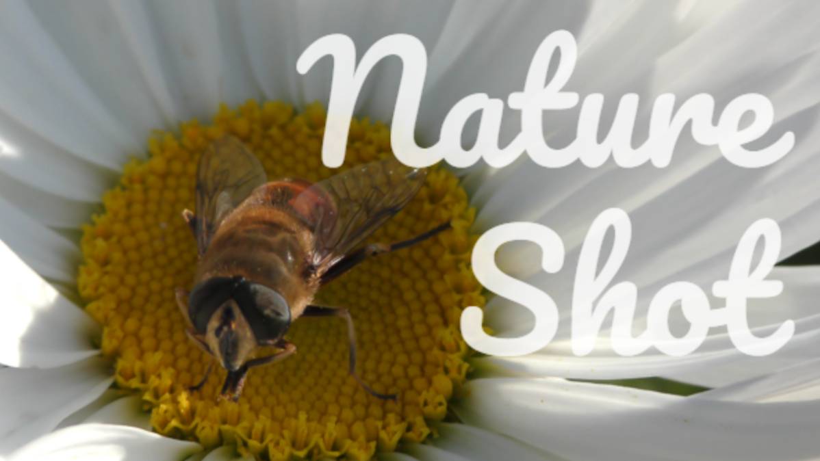 Nature shot