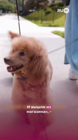 У Александры Трусовой и Макара Игнатова пополнение в семье #трусова #щенок #шпиц #rutv