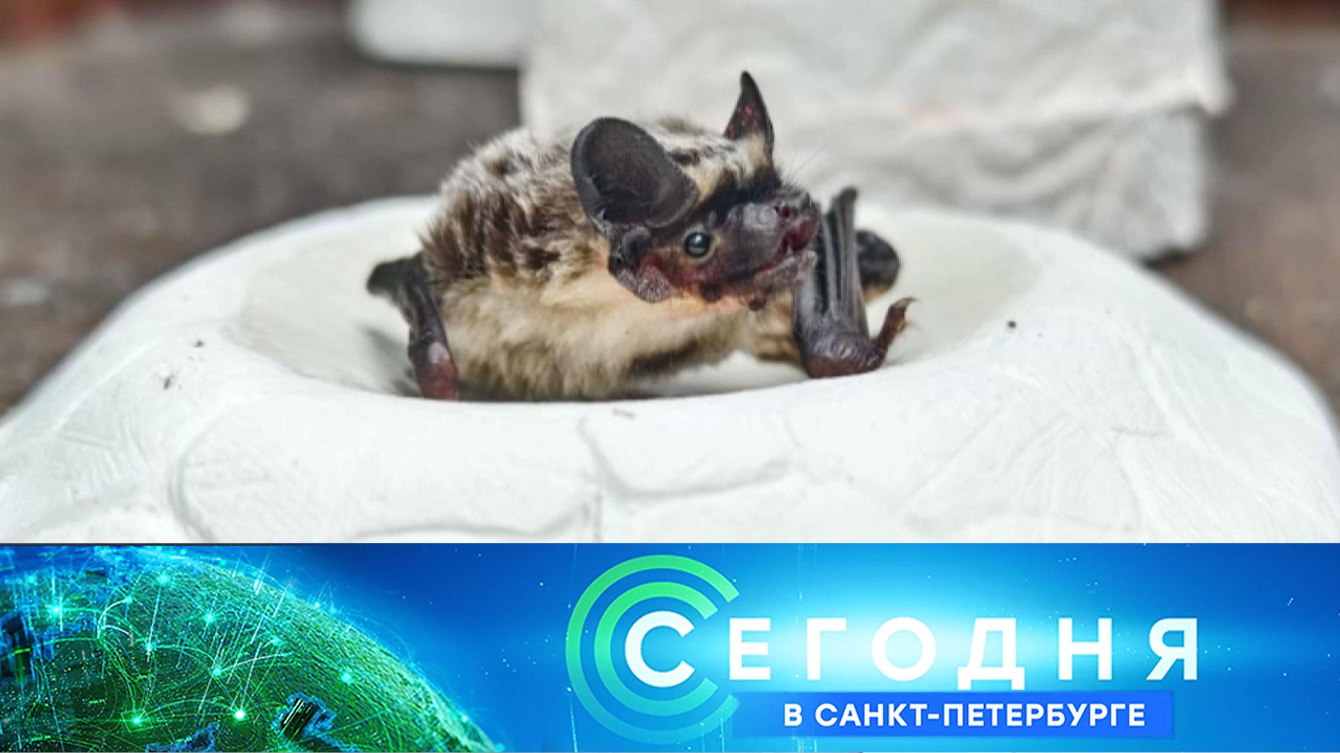 «Сегодня в Санкт-Петербурге»: 8 июля 2025 года