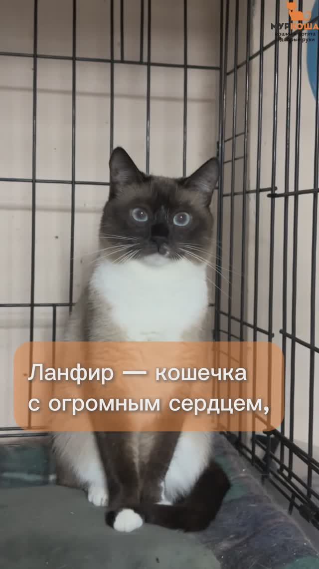 Ланфир (уже дома)