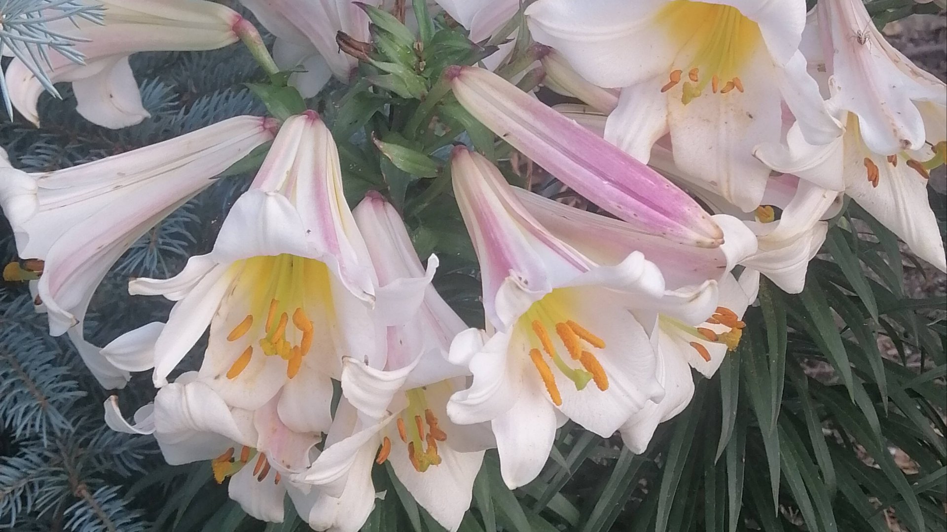 Что делать, чтоб лилии цвели пышно на следующий год?