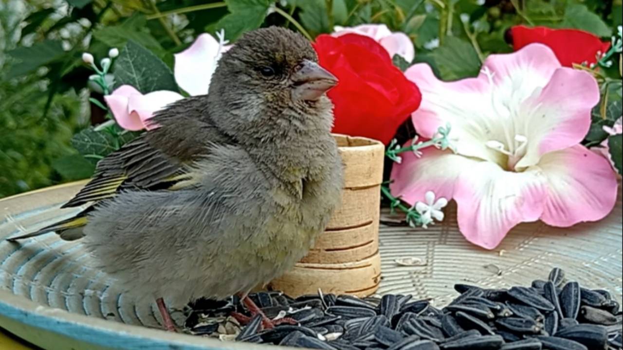 Птенец Зеленушки учится клевать семечки