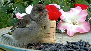 Птенец Зеленушки учится клевать семечки