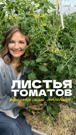 🍅 Когда и зачем обрезать листья у томатов?