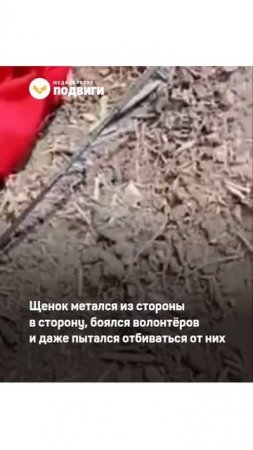 В Ленинградской области спасли 4-месячного щенка, который бегал со стрелой в шее
