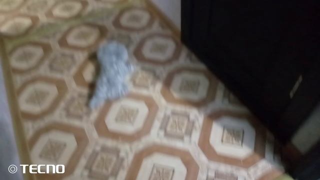 Неизвестная рука 1 кот