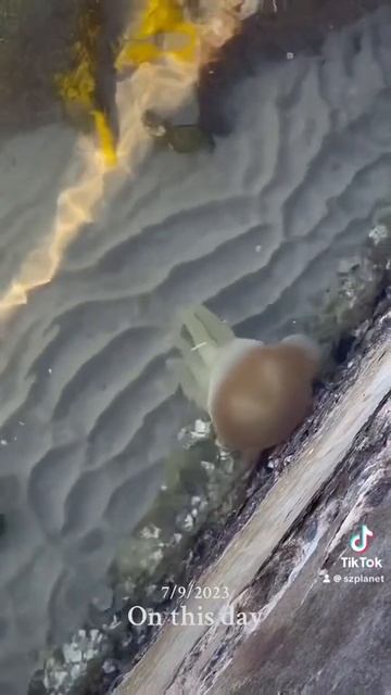 Медуза приплыла к нам