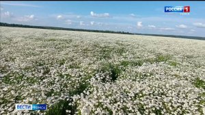 Вести-Томск, выпуск от 08.07.2025 21:10