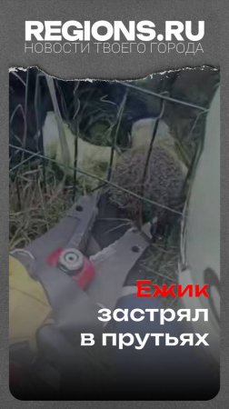Ежик застрял в прутьях