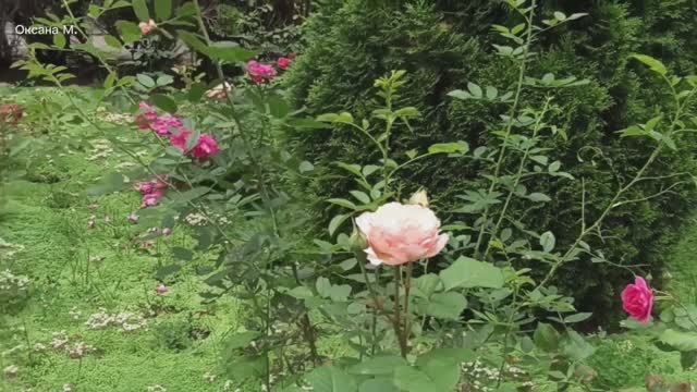 Зарисовки июня из Южно-Сахалинска. 3 часть. Розы у краеведческого музея.mp4