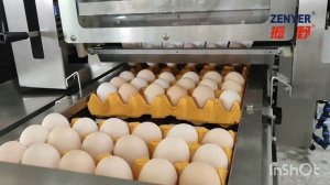 ZENYER 713AS egg farm packer farm packing machine 30000 eggs/hour with auto de-stacking de-nesting