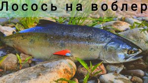 Сочный ЛОСОСЬ на воблер. Ловим Горбушу. Рыбалка в России.