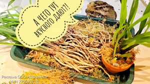 Распаковка и обзор кучки маленьких орхидей. Посадка японских цимбидиумов. Мешок Аминосила!