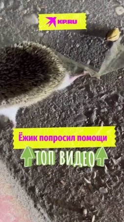 Ёжик попросил помощи
