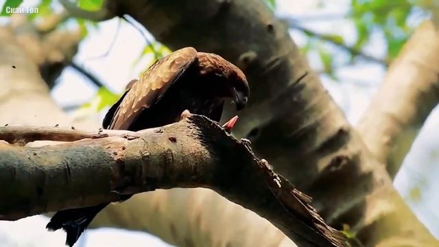 КОРШУН В ДЕЛЕ! Ленивый хищник, который не очень любит охотиться! (на англ.языке)