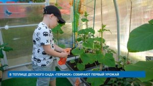 В ТЕПЛИЦЕ ДЕТСКОГО САДА «ТЕРЕМОК» СОБИРАЮТ ПЕРВЫЙ УРОЖАЙ