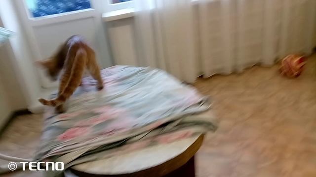 Неизвестная рука 8 рыжик