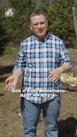 Разгадка тайны Полесья