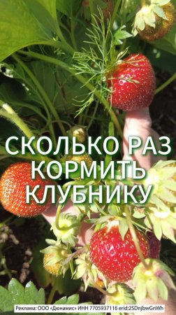 КОРМИТЬ КЛУБНИКУ ТРИ РАЗА ЗА СЕЗОН - МИНИМУМ!!!