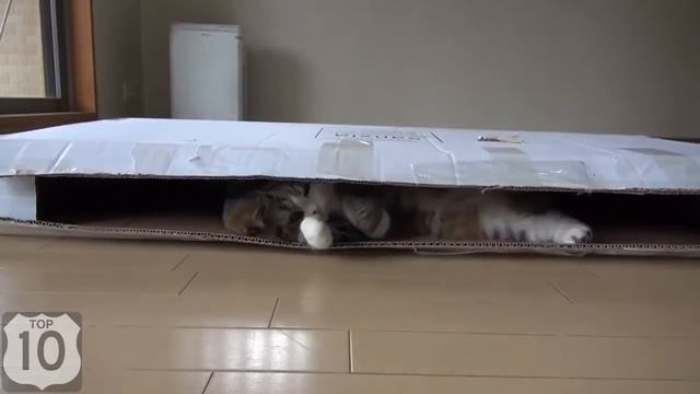 Очень наглые коты