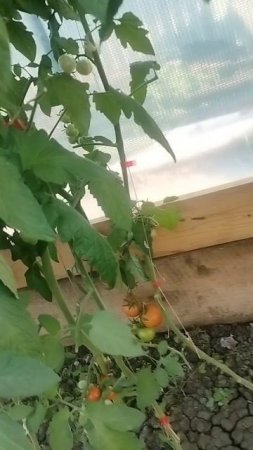 Первые помидорчики 🍅