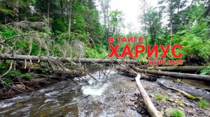 Хариус в горной речке Приморского края между дождями. 22 июня 2025 года.