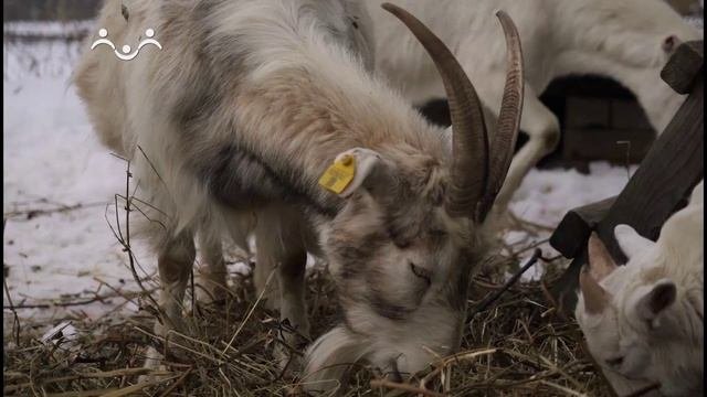 Д/ф "Край, в котором я живу. Ярославская область. Встреча в селе Бурмакино"