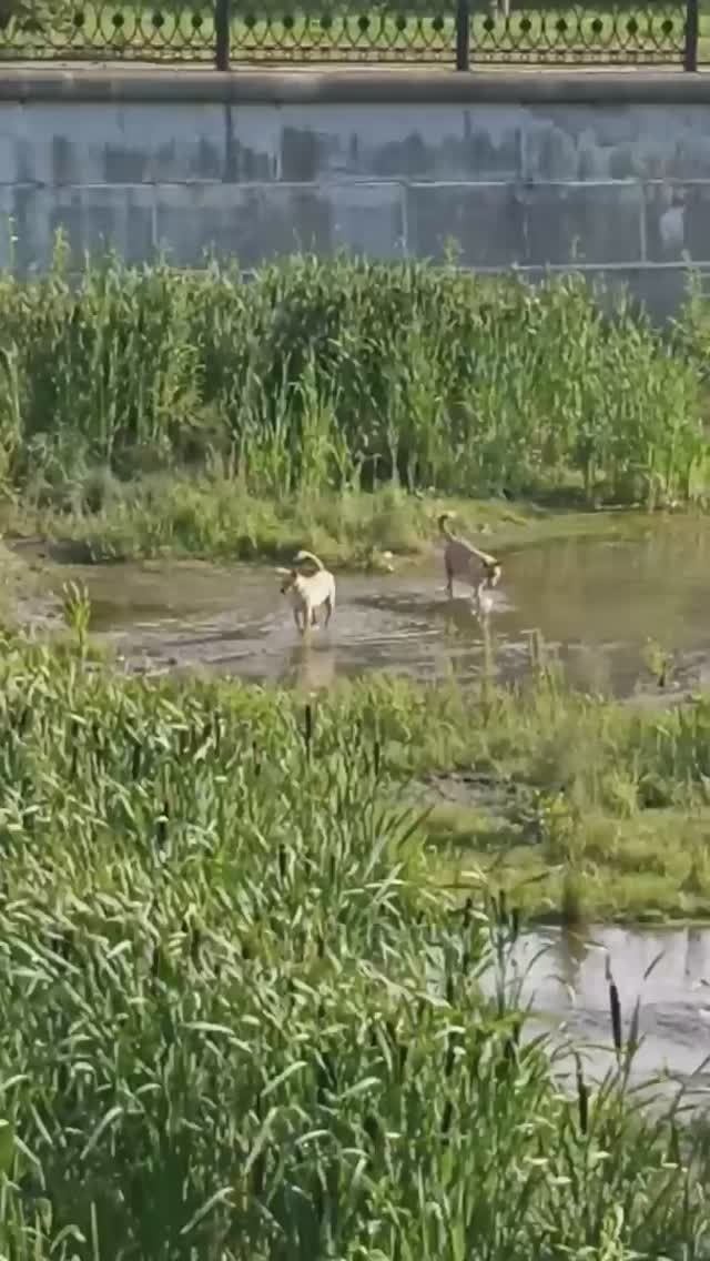 Собачки меня не заметили