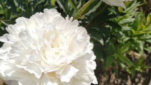 Пион 'Дюшес де Немур' (Duchesse de Nemours) в нашем саду 2025