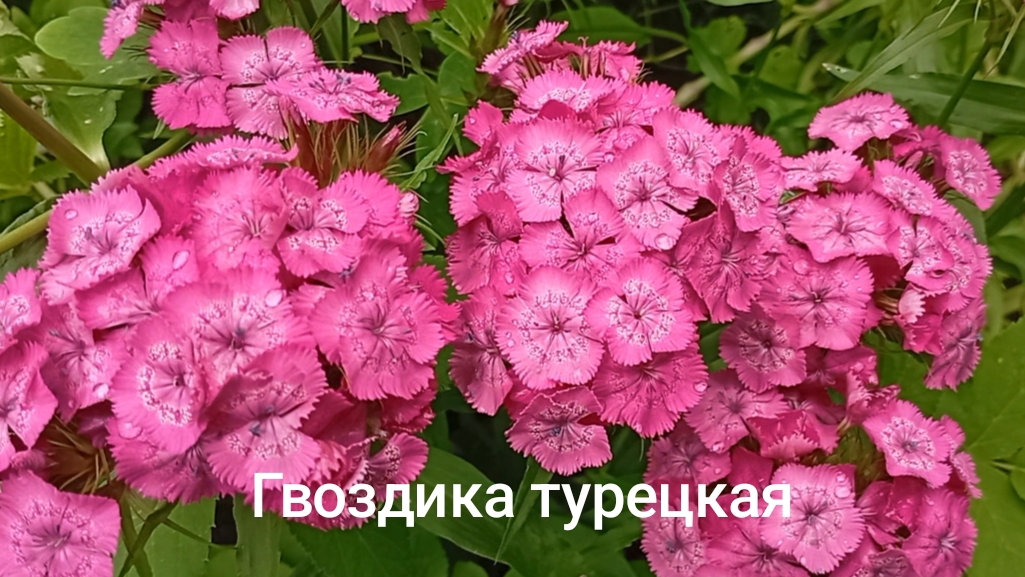 Гвоздика турецкая - яркое украшение сада 🌸