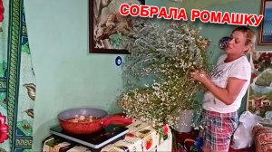 Собрала ПОЛЕВУЮ РОМАШКУ – Лечусь НАРОДНЫМИ Средствами.