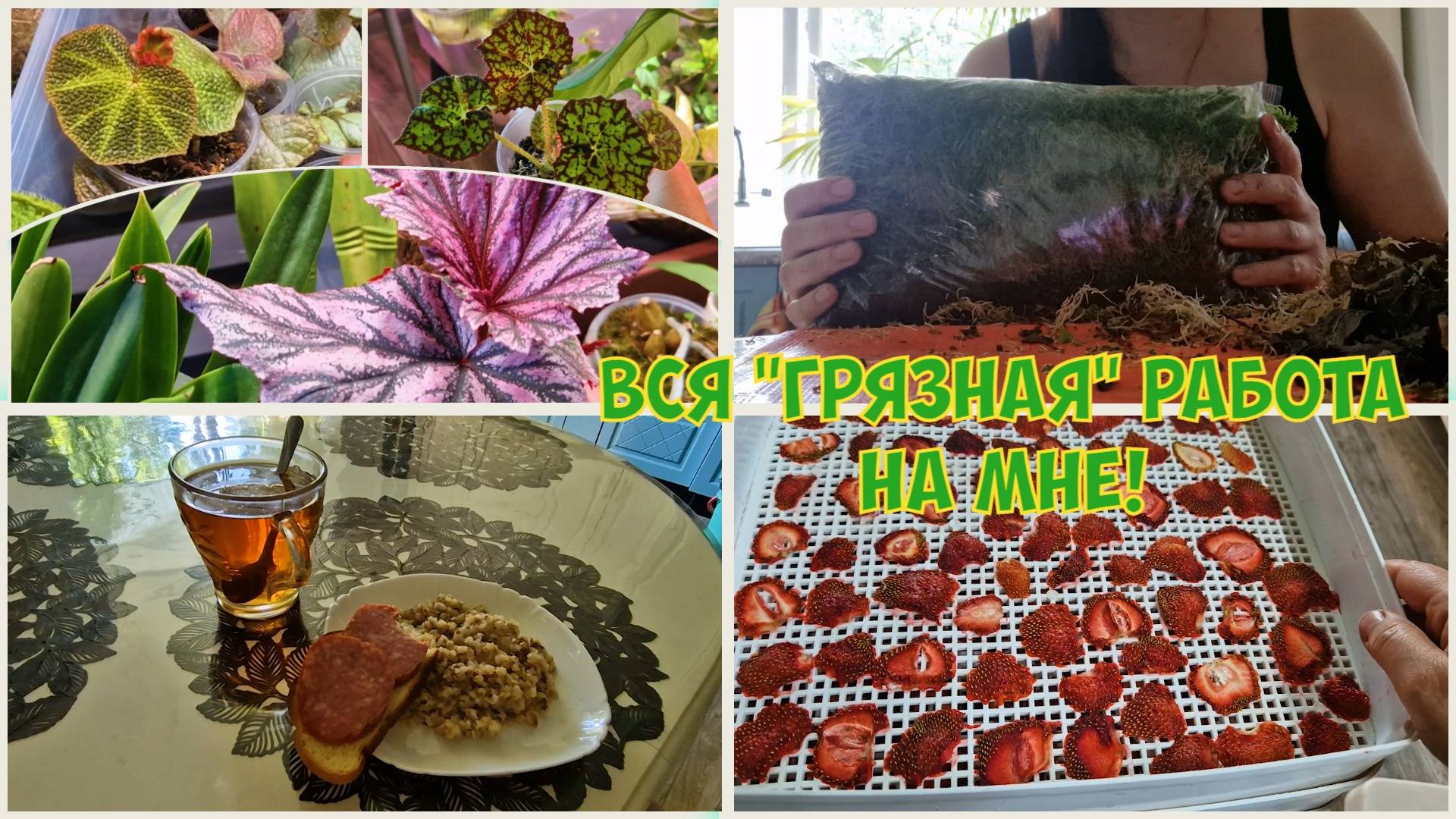 В ДОМЕ всё идёт своим чередом. Новые планы. Разбираю МОХ И рассказываю О НЁМ