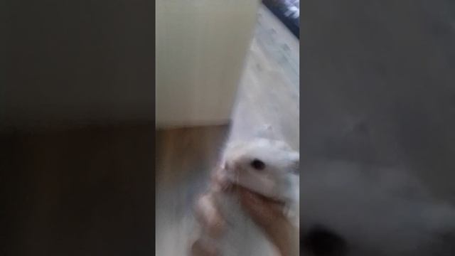 это 2 часть без перчаток беру на руки хомяка