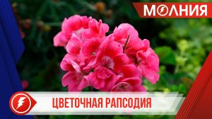 В Пуровском районе высадили около 120 тысяч цветов