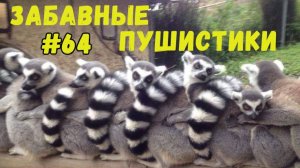 Я РЖАЛ ДО СЛЕЗ 😹 СМЕШНЫЕ КОШКИ И СОБАКИ  СМЕШНЫЕ ЖИВОТНЫЕ 2025 😹 ЛУЧШИЕ ПРИКОЛЫ #64