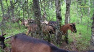 Утро начинается не с кофе, а... с дойки коз