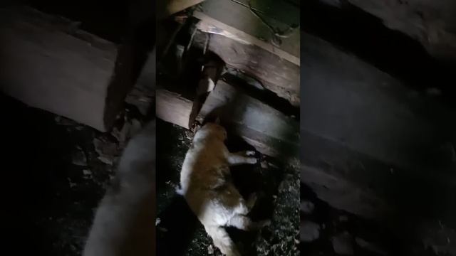 Печаль  Погиб белый кот  31 05 2025