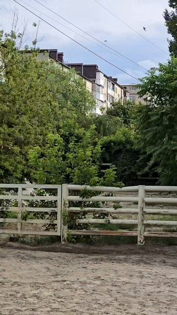 Носороги Ростов-на-Дону