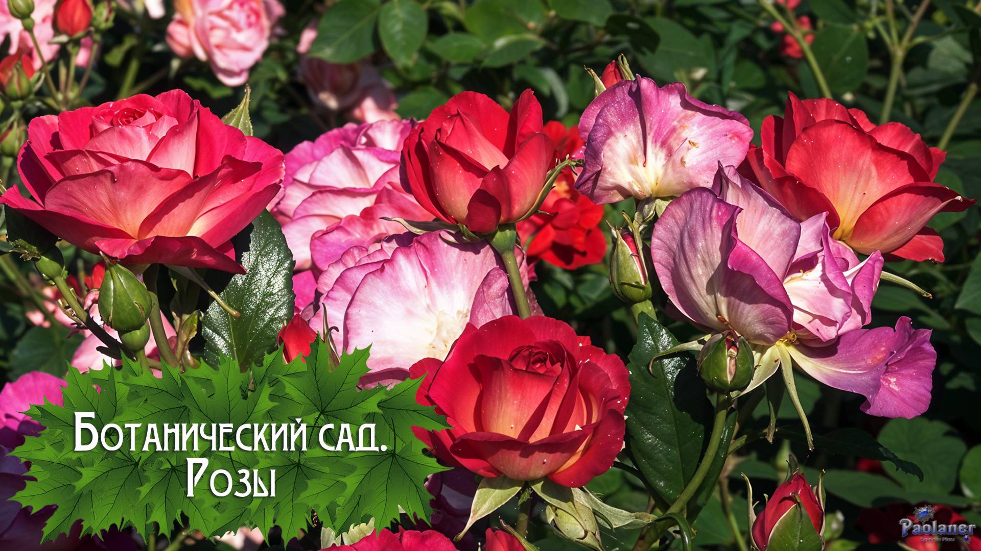 Ботанический сад. Розы (2025)