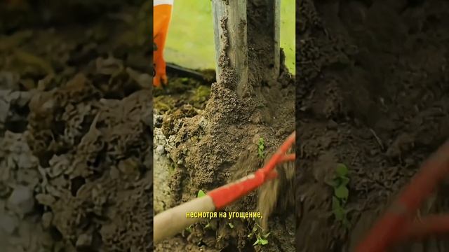 От муравьев избавляет мгновенно! Определили лучший препарат для защиты от муравьев, результат супер