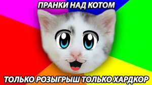 ВСЕ РОЗЫГРЫШИ НАД КОТАМИ А ну-ка Давай-ка ! Смешные котики Малыш и Мурка! КОШАЧЬЯ семья РАЗЫГРАНА